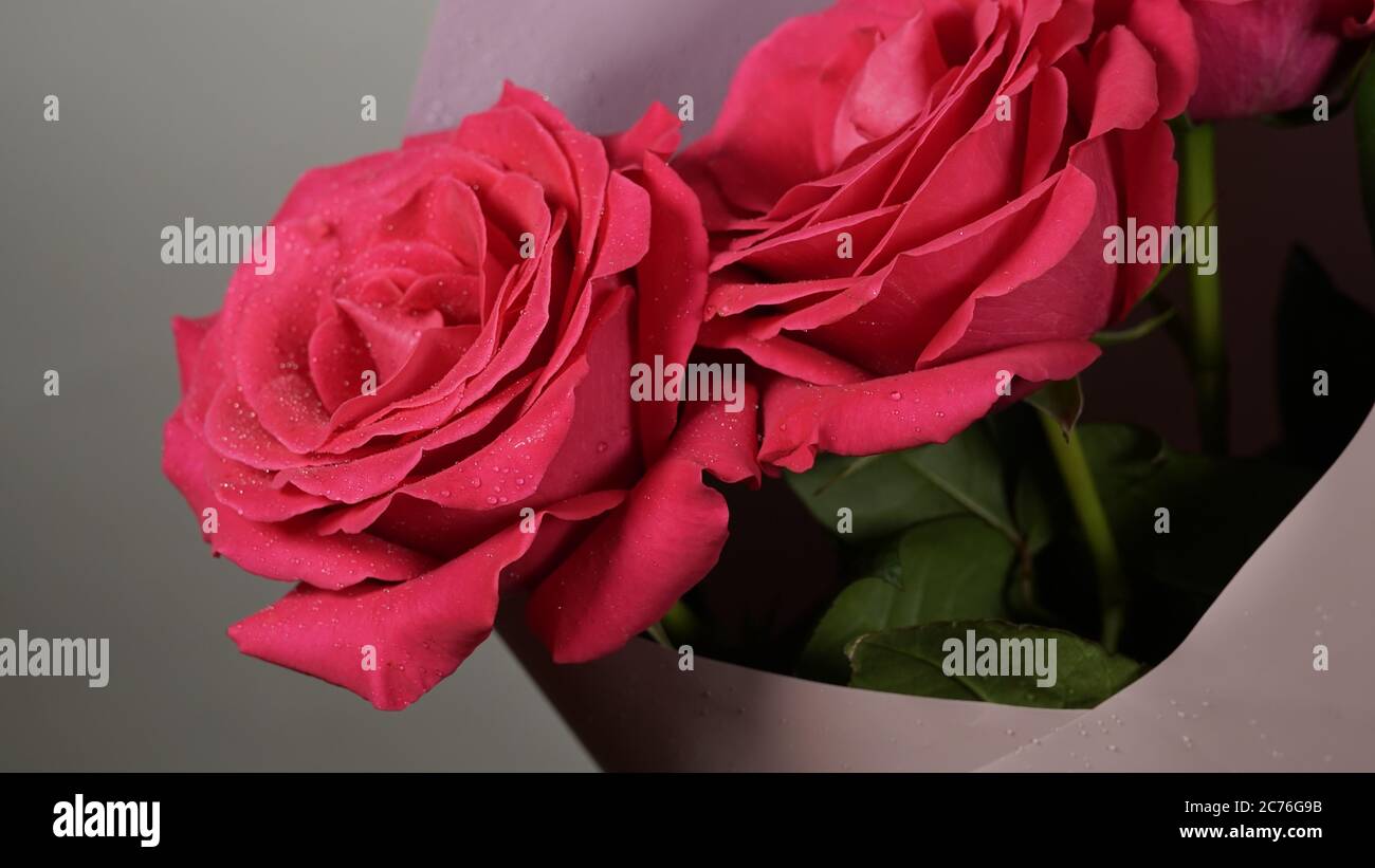 Bouquet of flowers from pink roses on gray background. Three big and ...