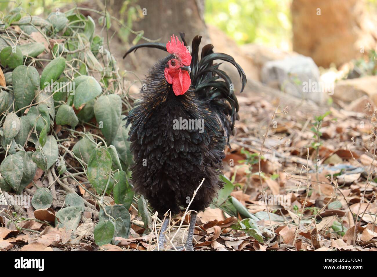 rooster on the farm Stock Photo - Alamy