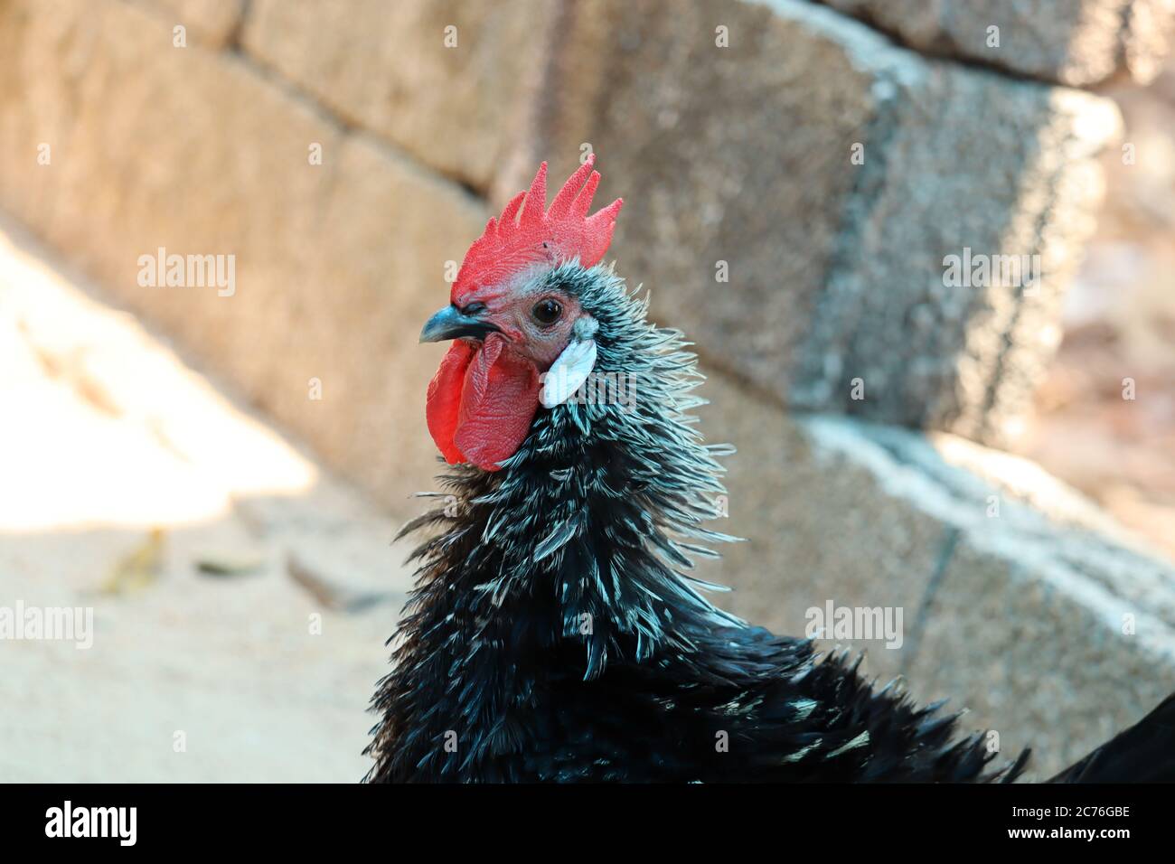 rooster on the farm Stock Photo - Alamy