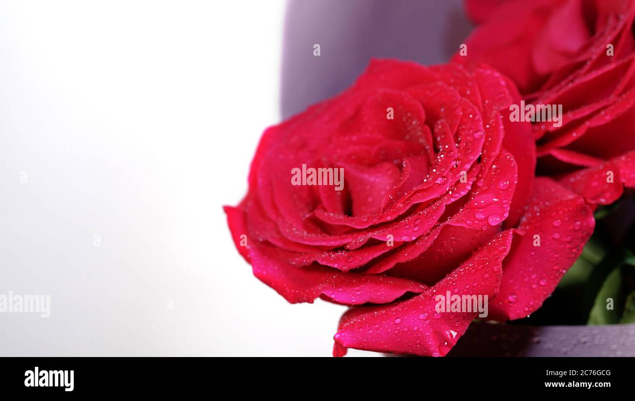 Bouquet of flowers from pink roses with drops of water on gray ...