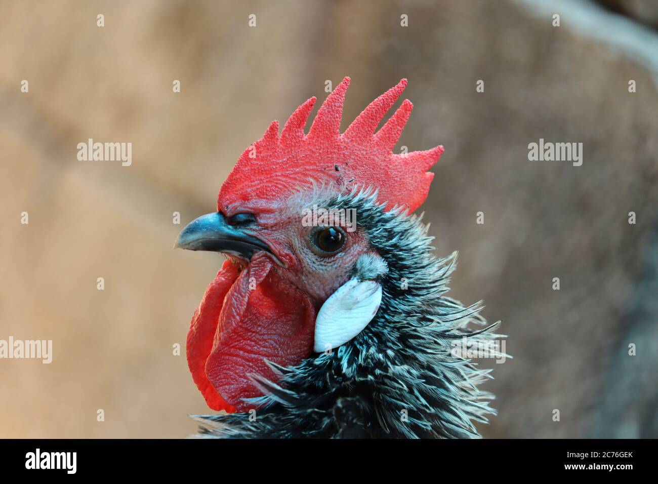 rooster on the farm Stock Photo - Alamy