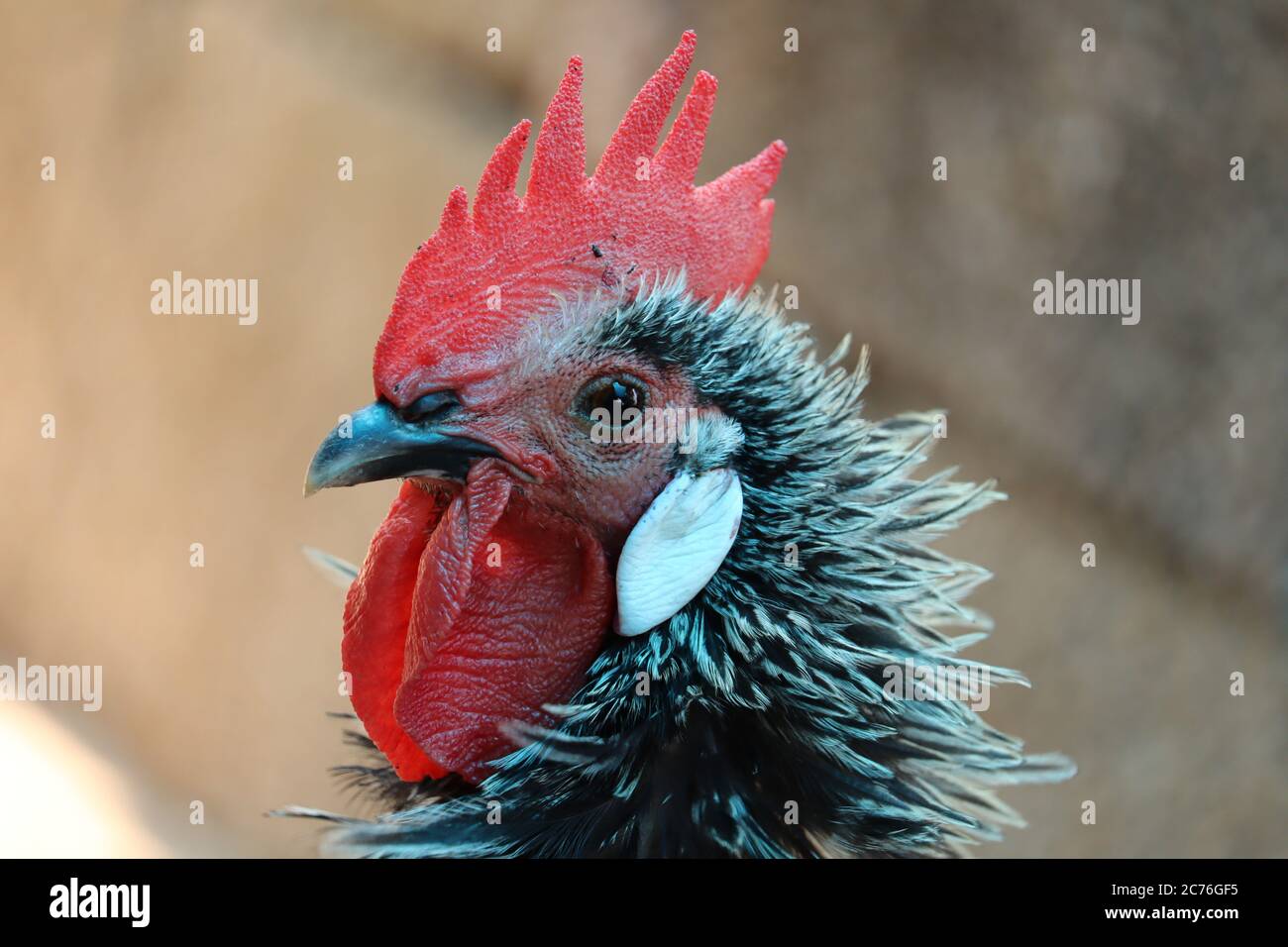 Big And Small Rooster High Resolution Stock Photography and Images - Alamy
