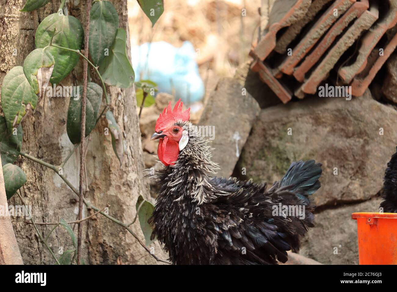 rooster on the farm Stock Photo - Alamy