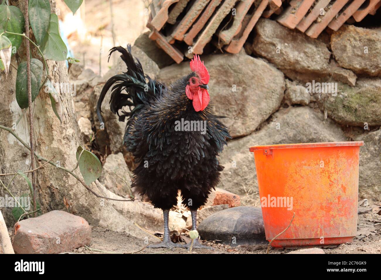 Big And Small Rooster High Resolution Stock Photography and Images - Alamy