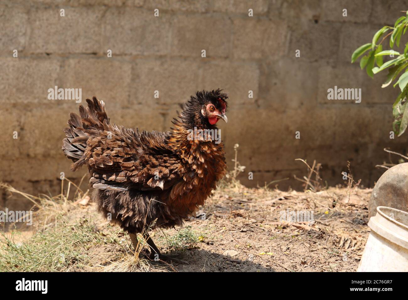 rooster on the farm Stock Photo - Alamy