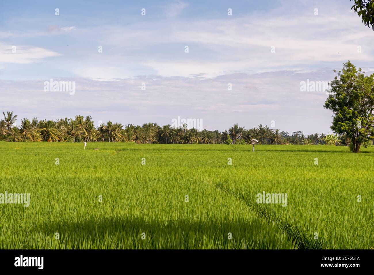 Lush tropical rice fields Stock Photo - Alamy