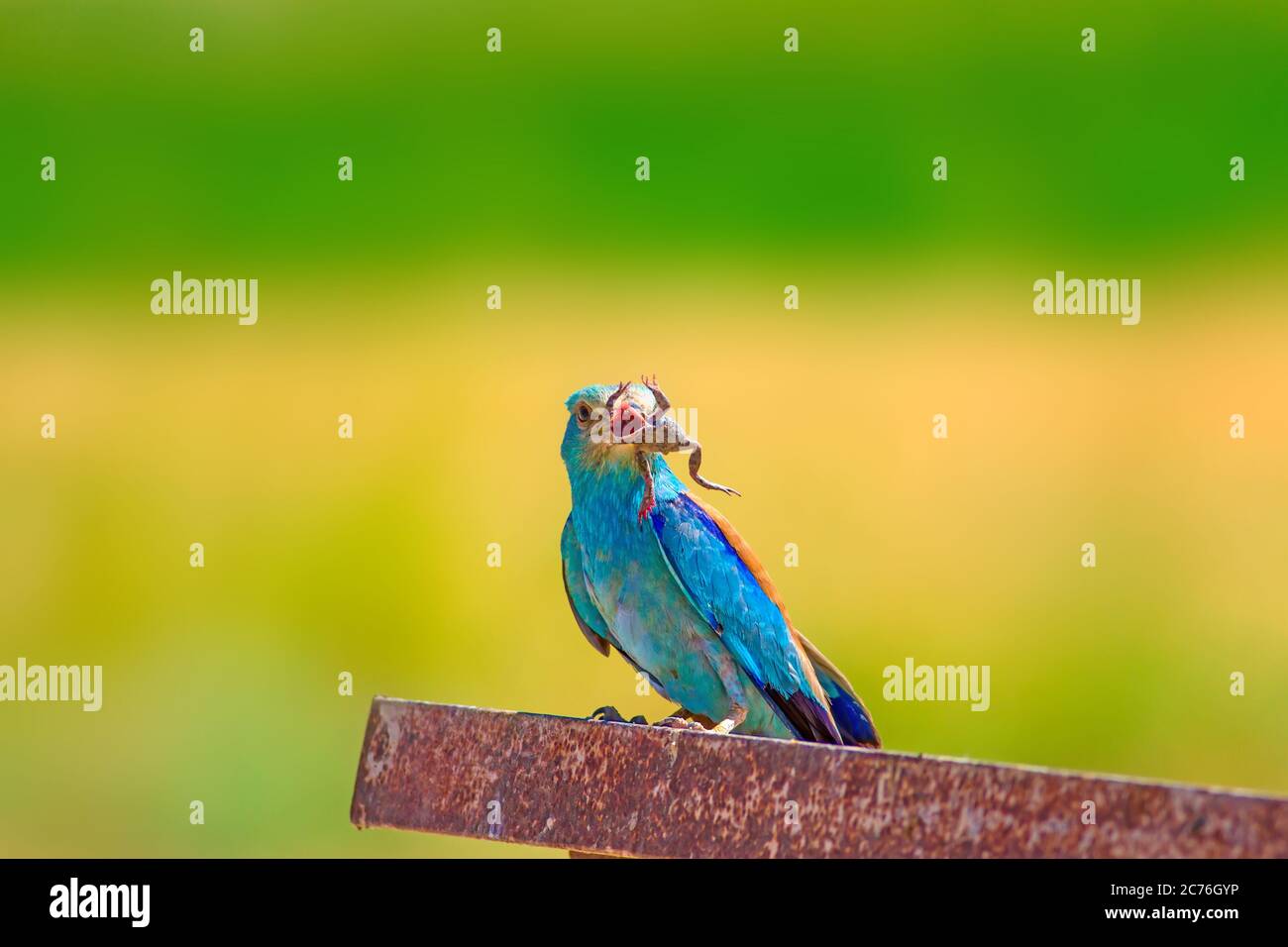Yellow green nature background. Colorful bird and its hunt. Bird ...