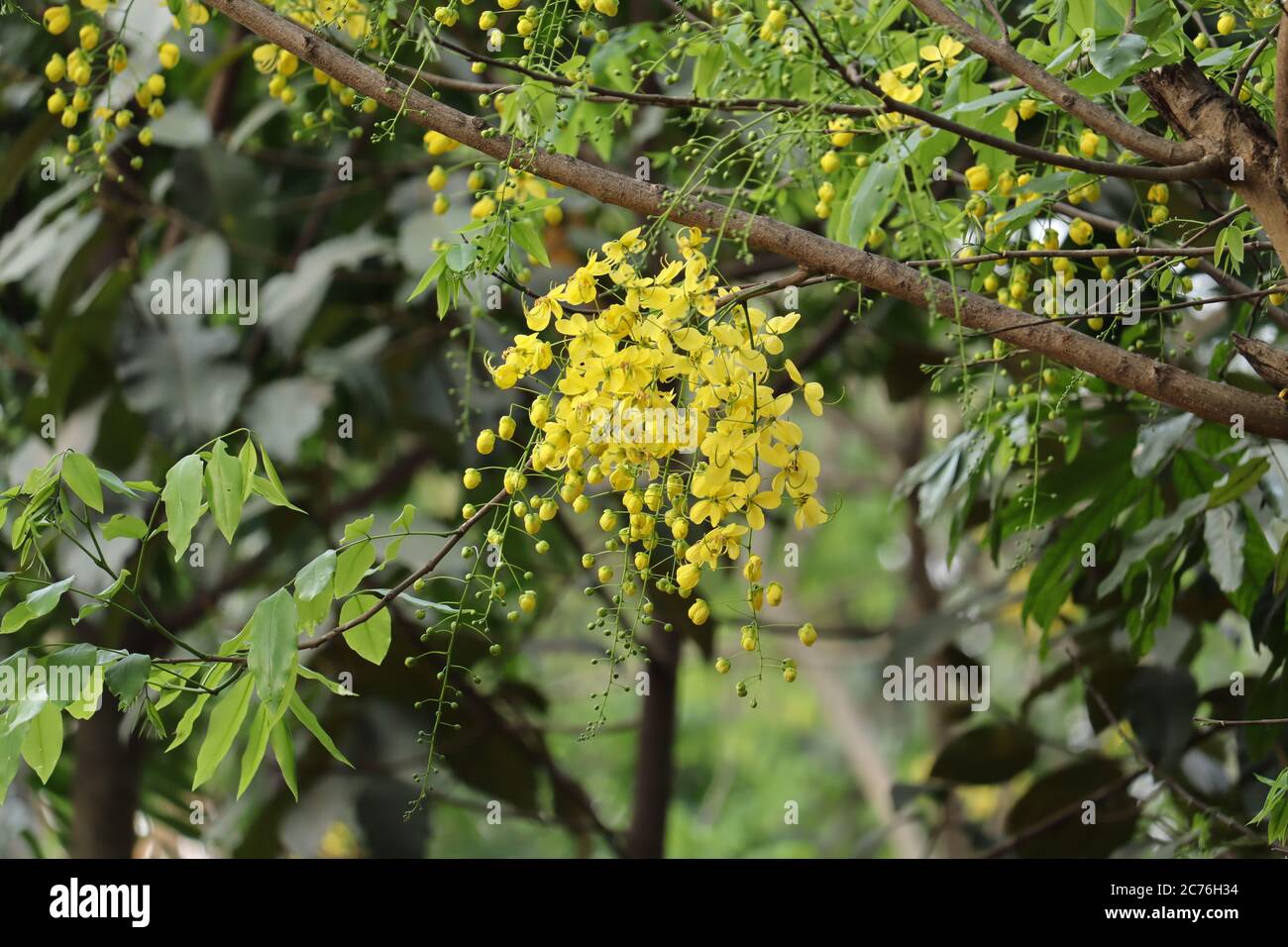 branch with yellow flower kanikonna in kerala Stock Photo - Alamy
