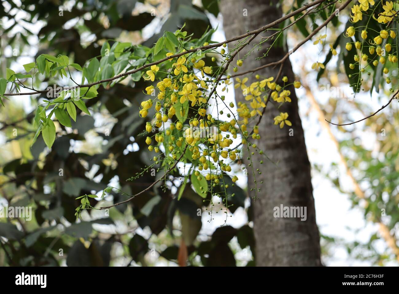 Kanikonna hi-res stock photography and images - Alamy