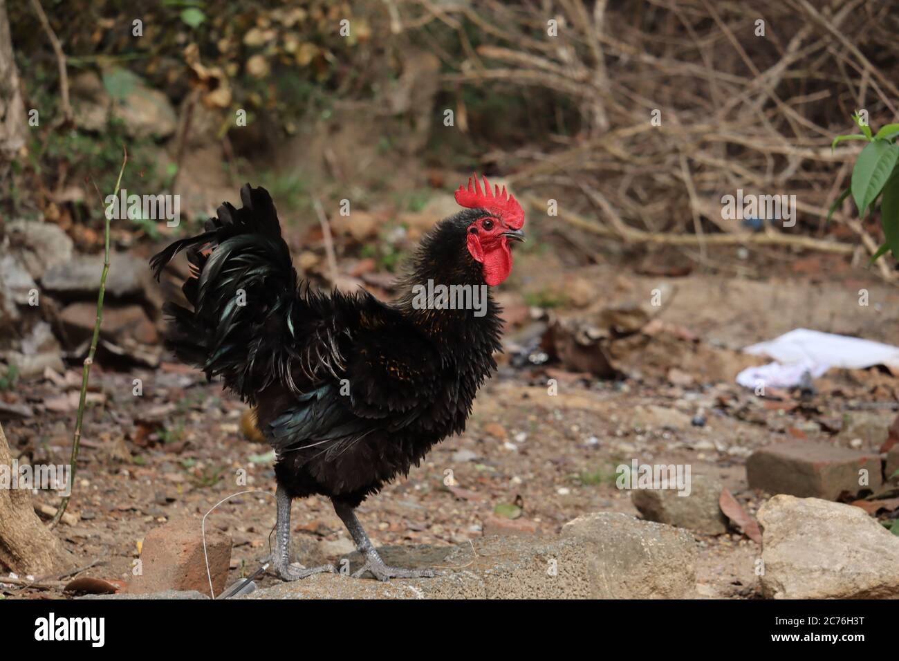 rooster on the farm Stock Photo - Alamy