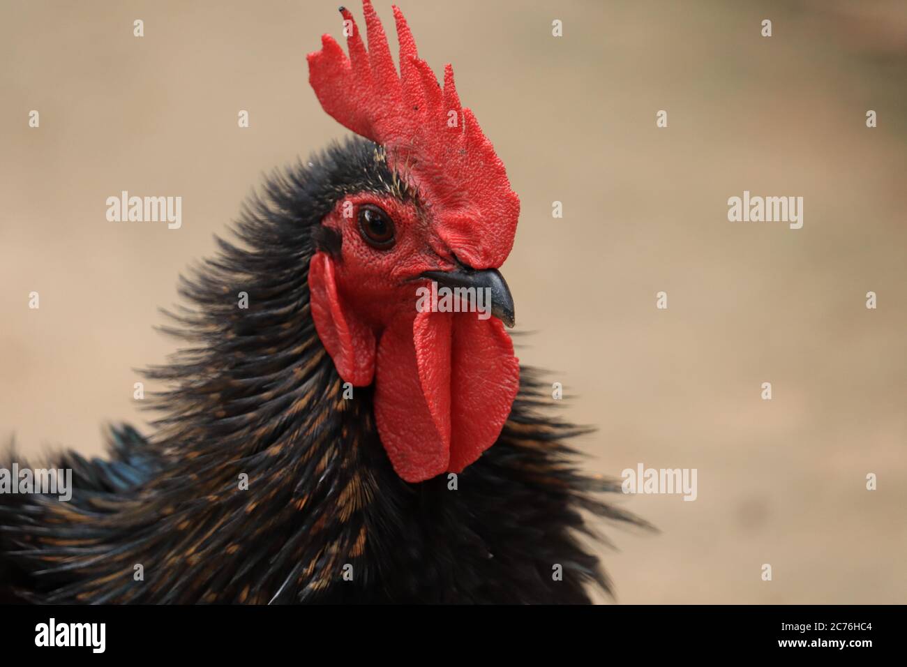 Big red rooster hi-res stock photography and images - Alamy