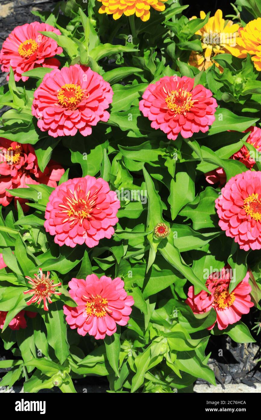 Floral blooms hi-res stock photography and images - Alamy