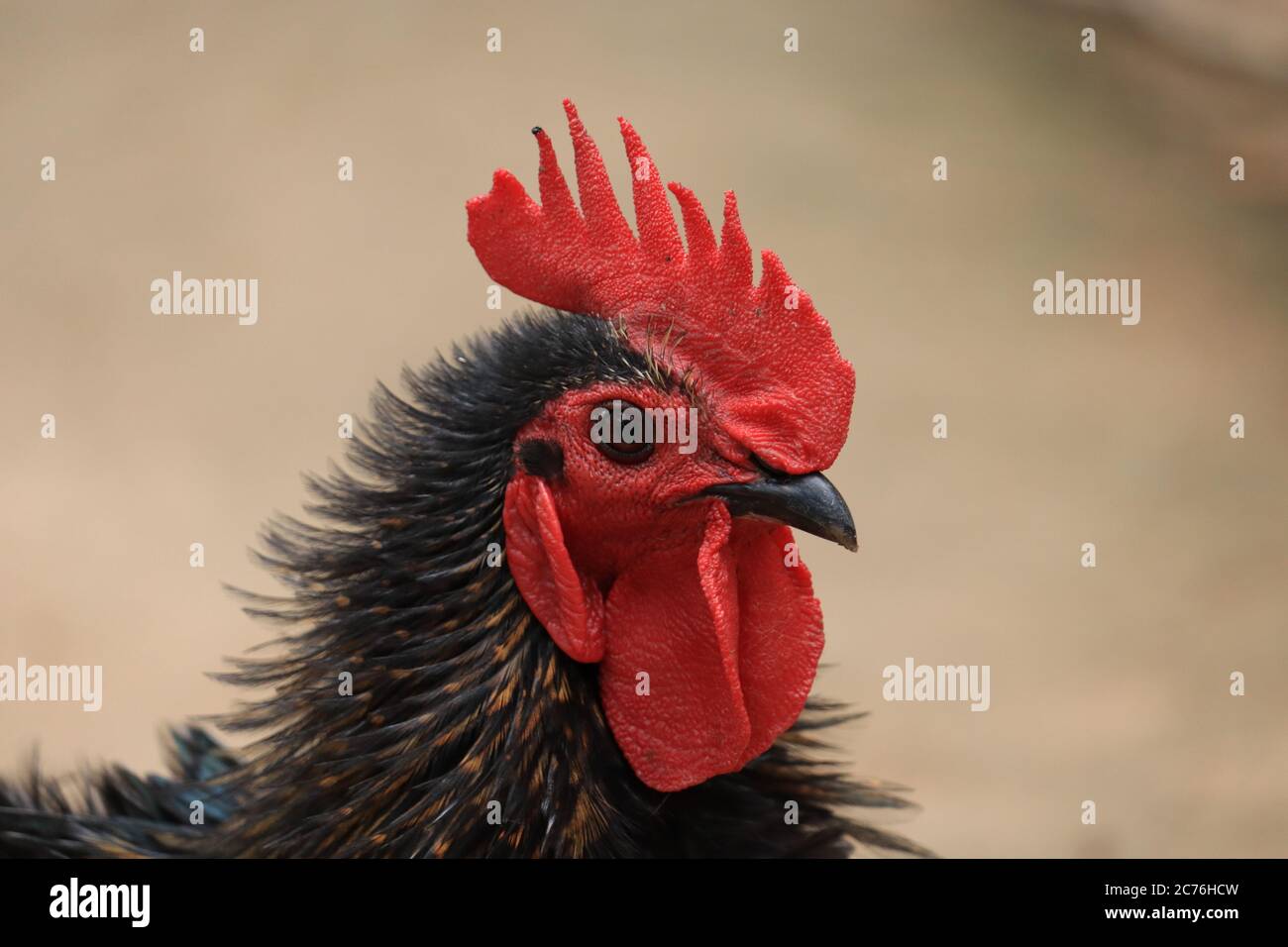 Beautiful village rooster rooster hi-res stock photography and images ...