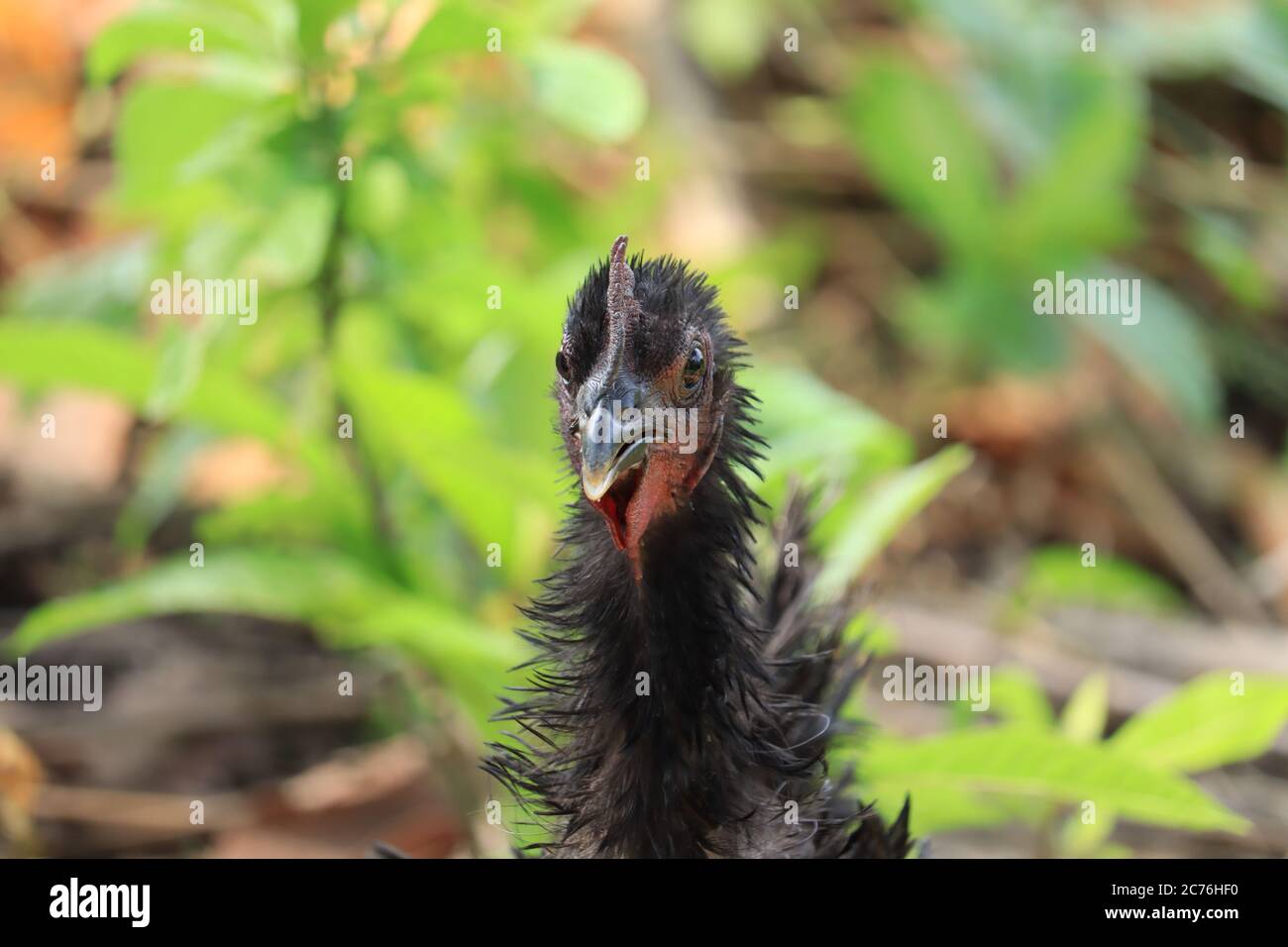 Big red rooster hi-res stock photography and images - Alamy