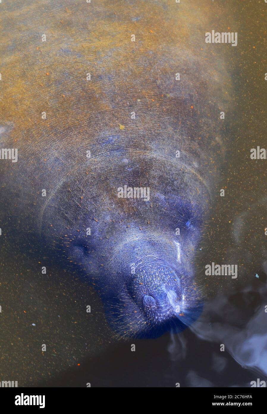 Ilha de itamaraca brazil hi-res stock photography and images - Alamy