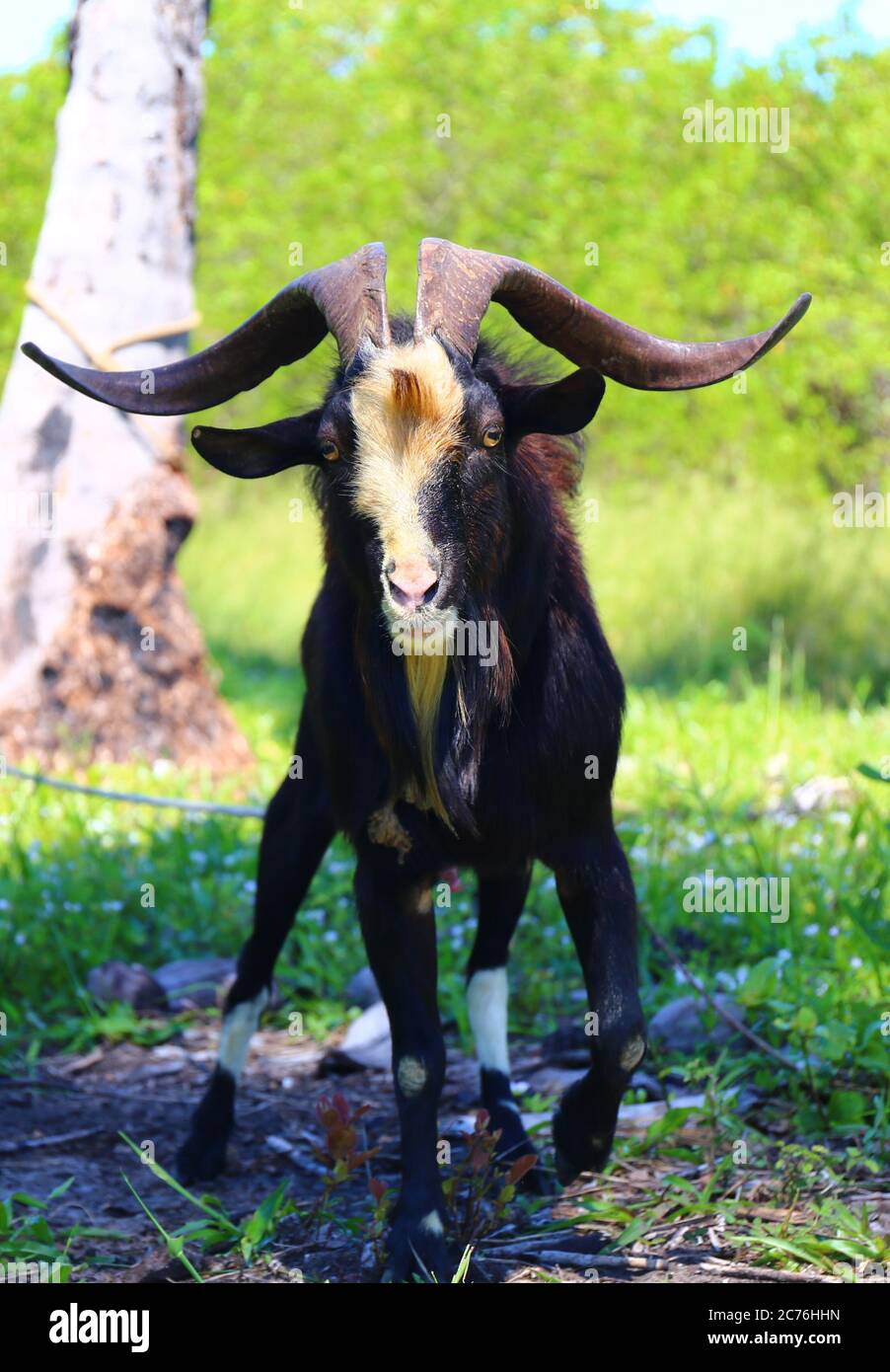 Goat in nature hi-res stock photography and images - Alamy