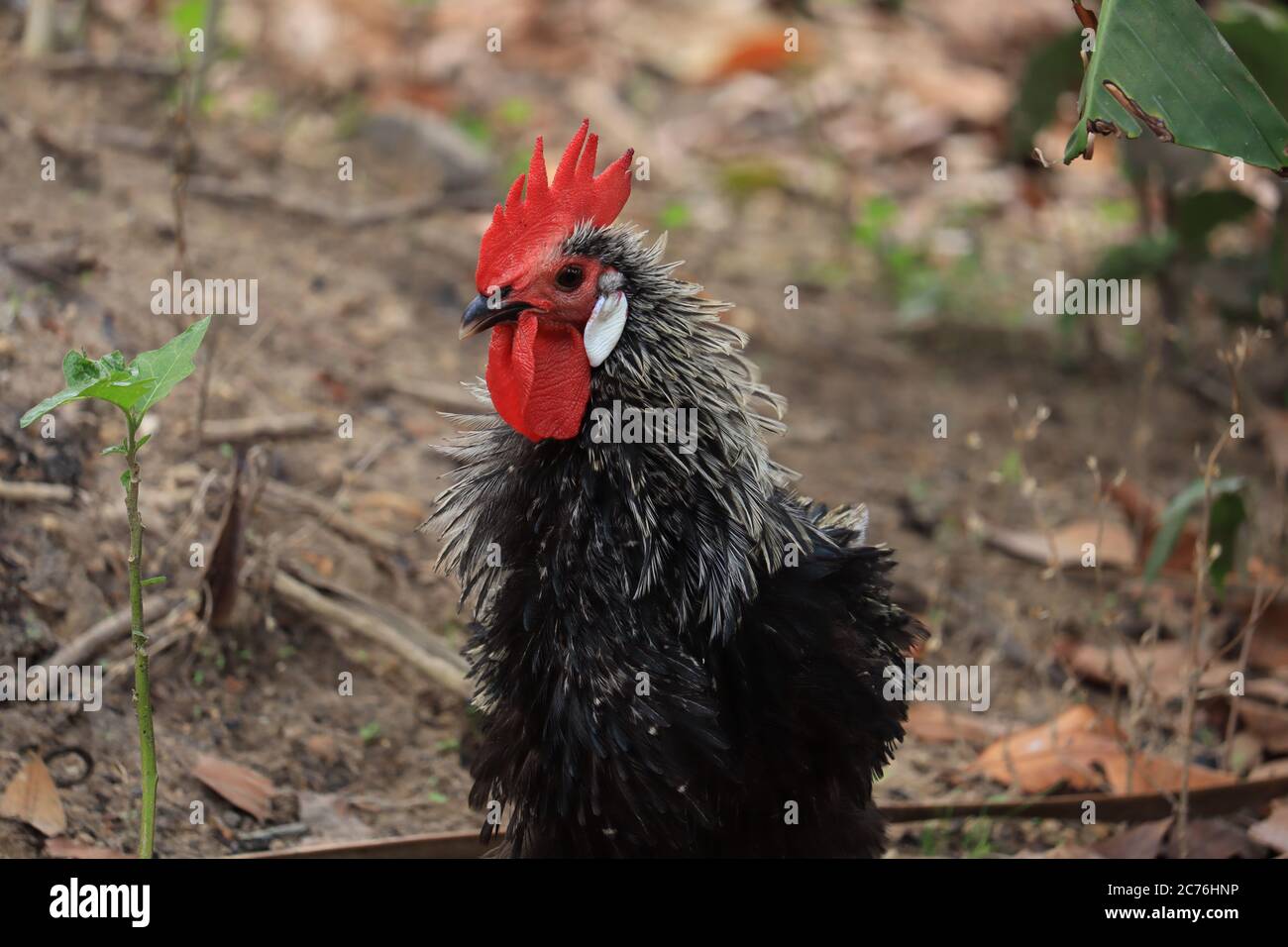 Big red rooster hi-res stock photography and images - Alamy