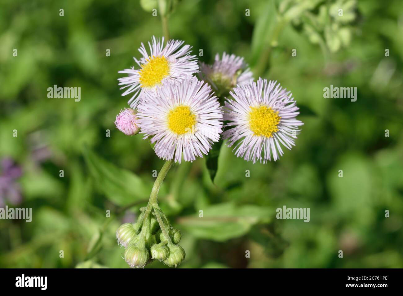 daisy flowers from a garden in Gokayama village, Japan Stock Photo - Alamy