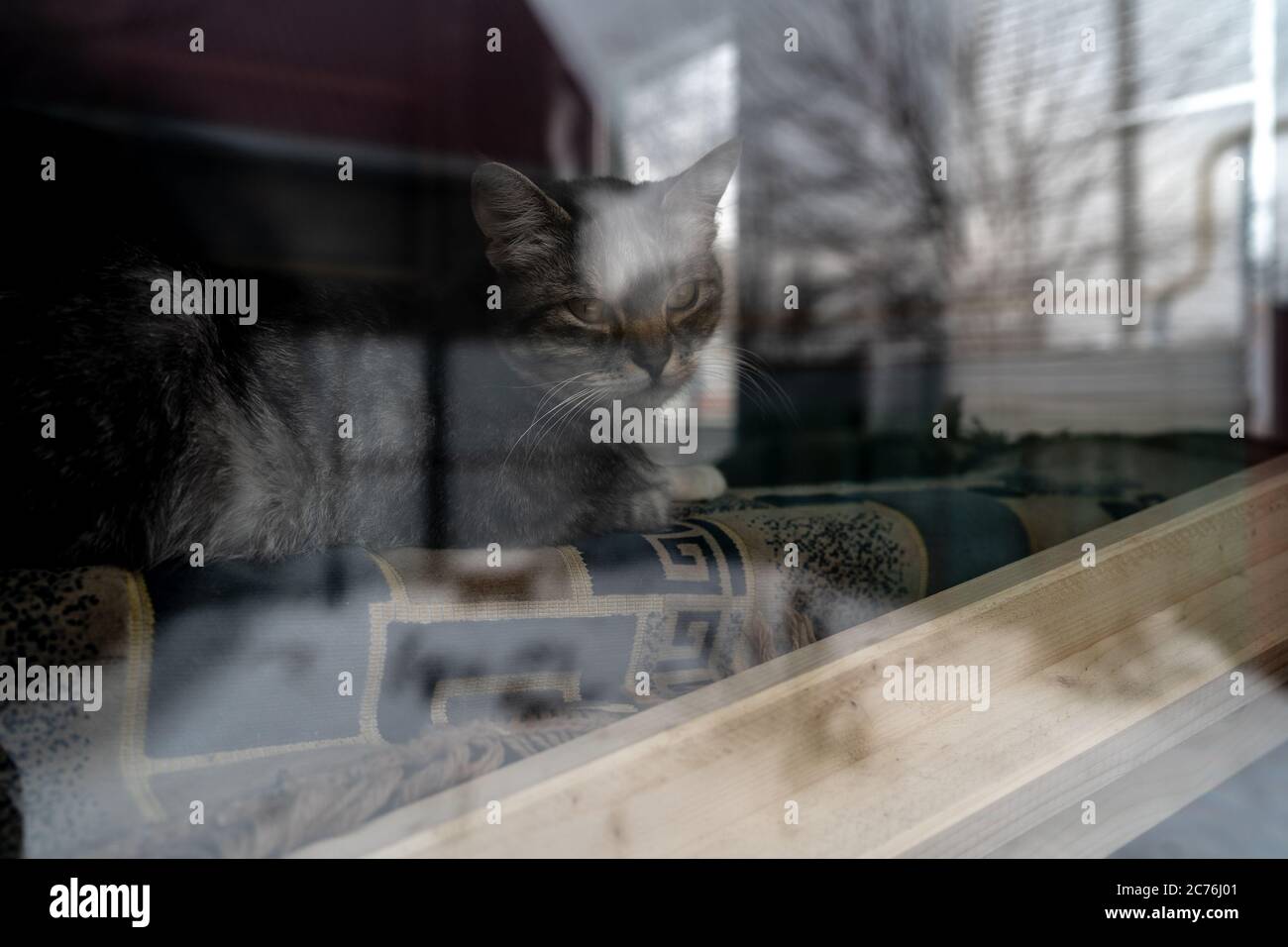Cat resting behind window at home. Cute cat lying on back of sofa ...