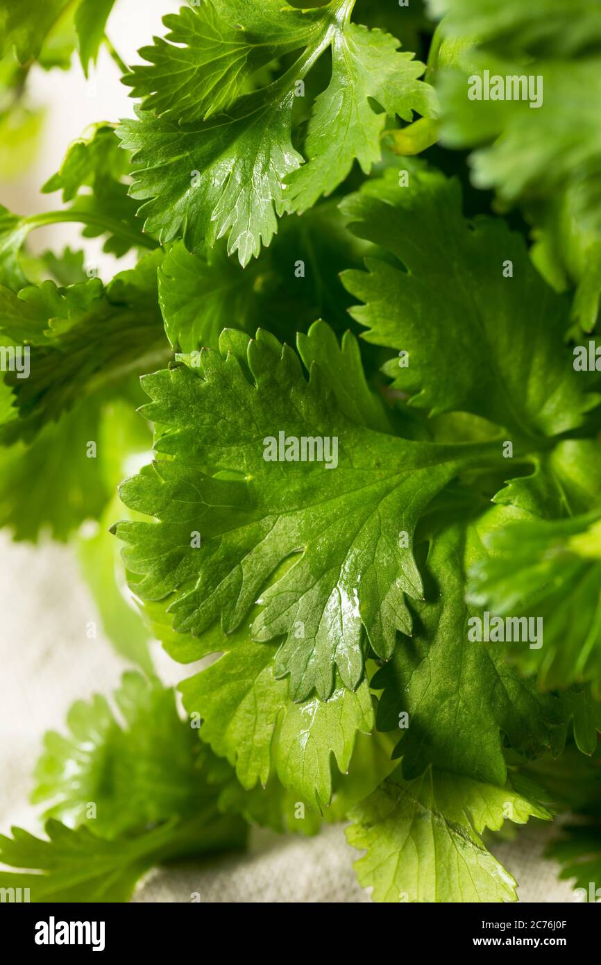 Raw Green Organic Cilantro Bunch Ready to Cook With Stock Photo - Alamy