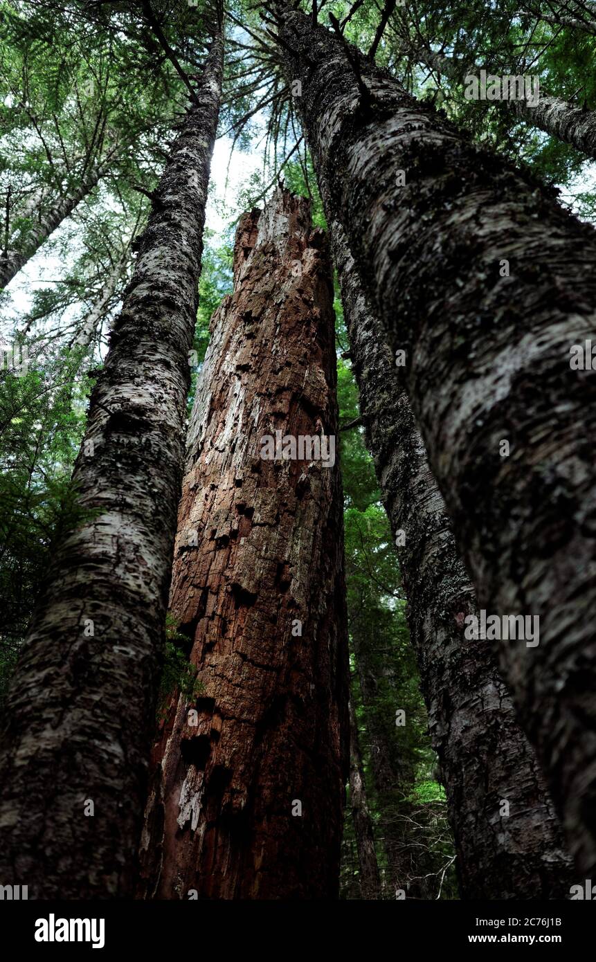 Trees looming on the Wonderland Trail at Mt Rainier National Park in ...