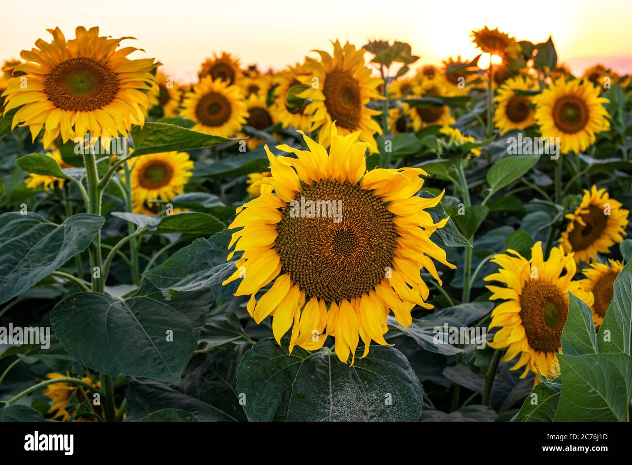 Field of blooming sunflowers in sunset. Summer agricultural landscape ...