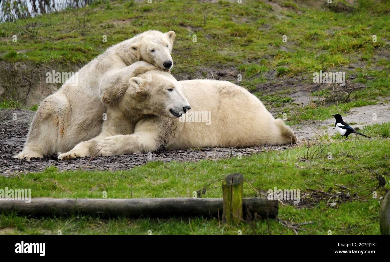 Two happy friendly polar bears and a bird are looking at eachother in ...