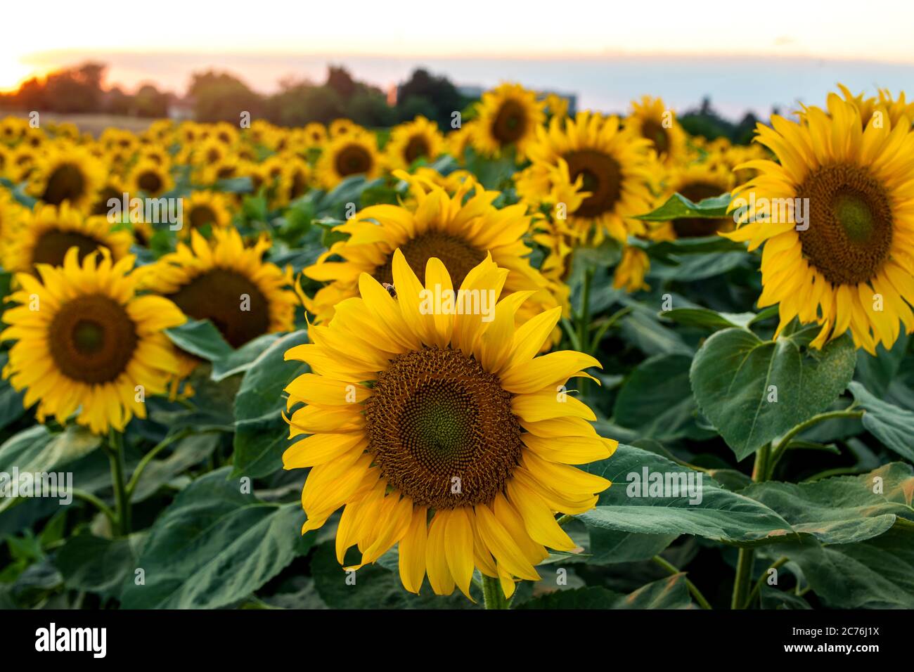 Field of blooming sunflowers in sunset. Summer agricultural landscape Stock Photo - Alamy