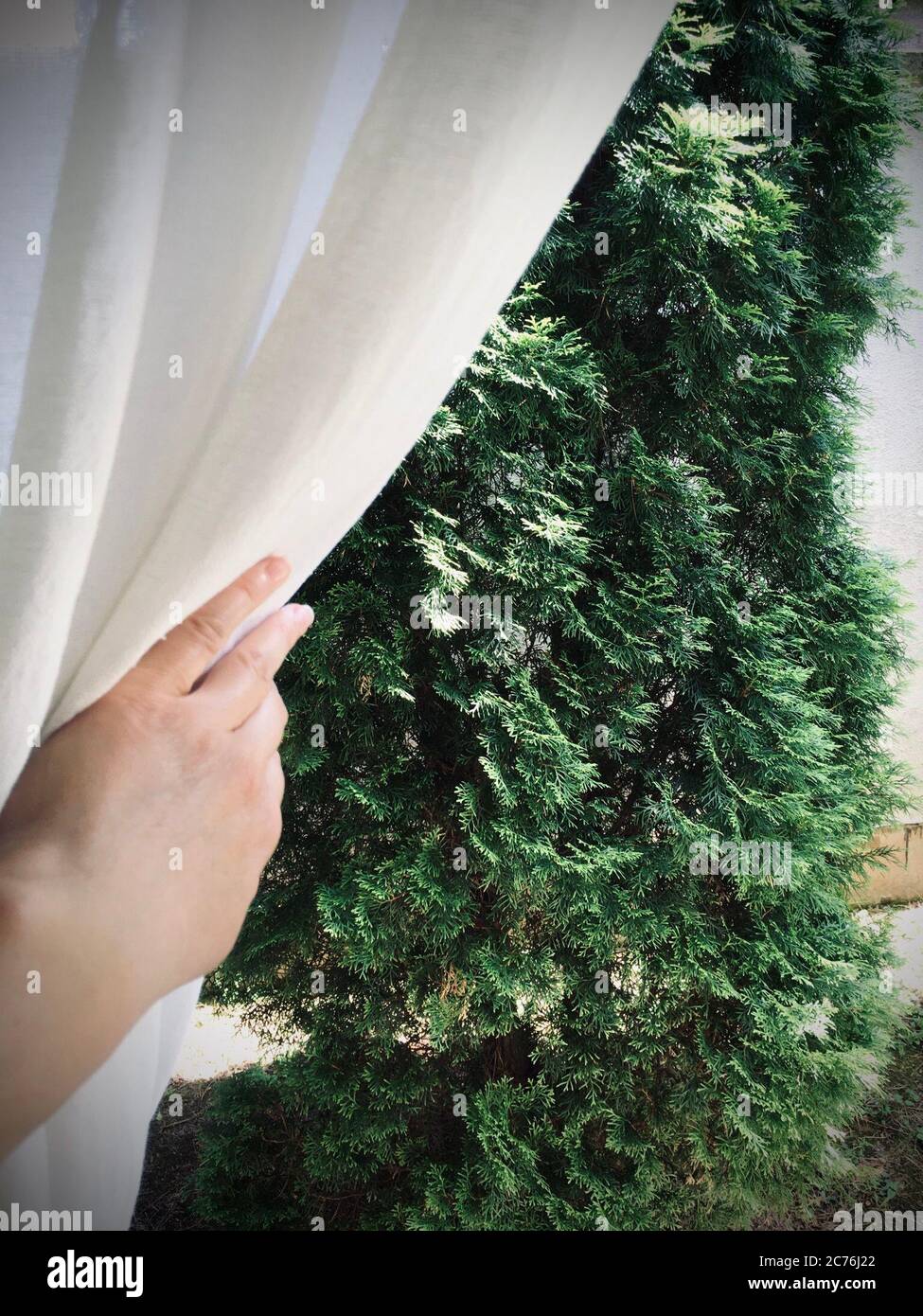 Woman's hand opening the curtain on a pergola Stock Photo - Alamy