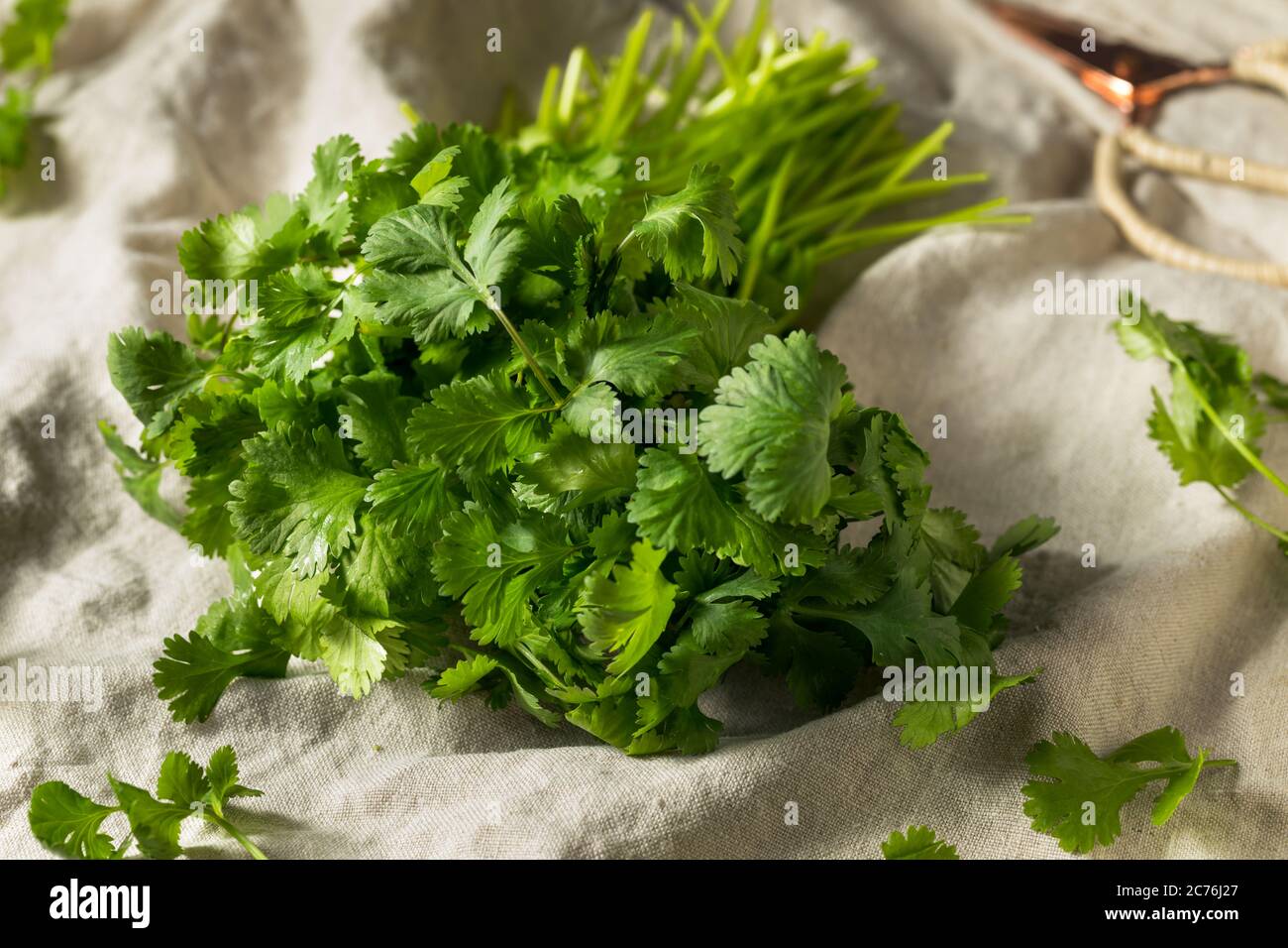 Raw Green Organic Cilantro Bunch Ready to Cook With Stock Photo - Alamy