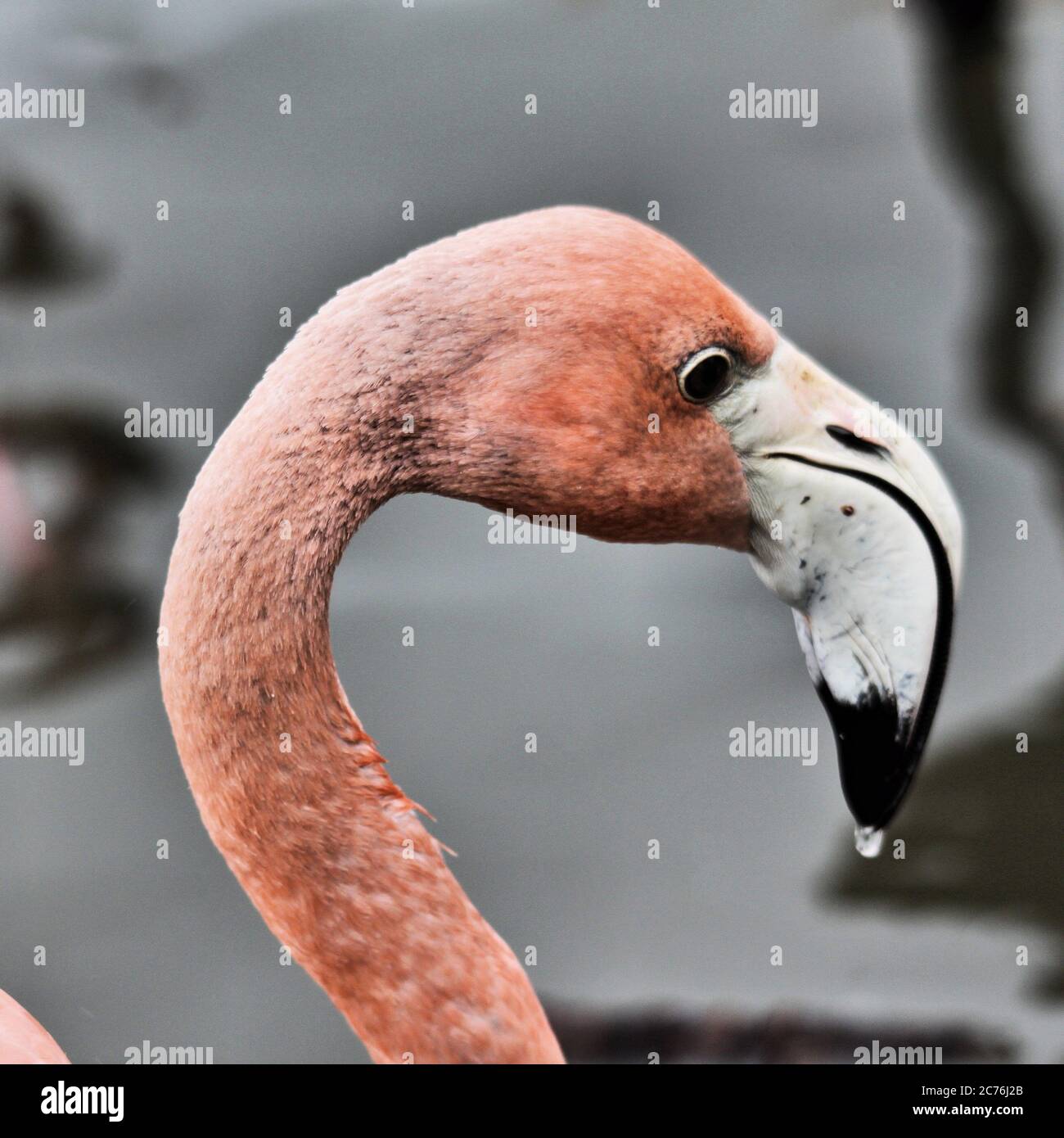 A view of a Flamingo Stock Photo - Alamy