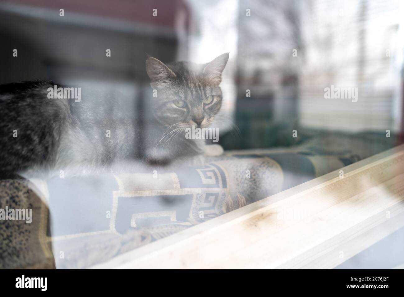 Cat resting behind window at home. Cute cat lying on back of sofa ...