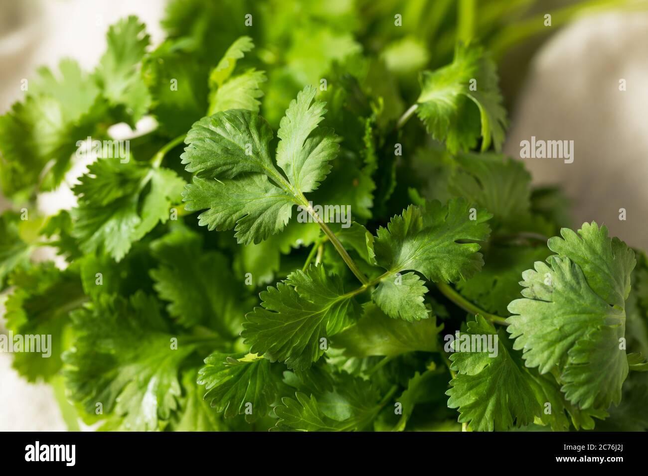 Raw Green Organic Cilantro Bunch Ready to Cook With Stock Photo - Alamy