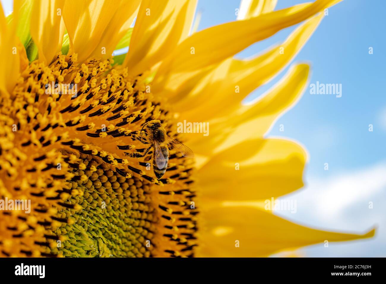 Honey bee sits on a yellow sunflower flower on a sunny bright day ...