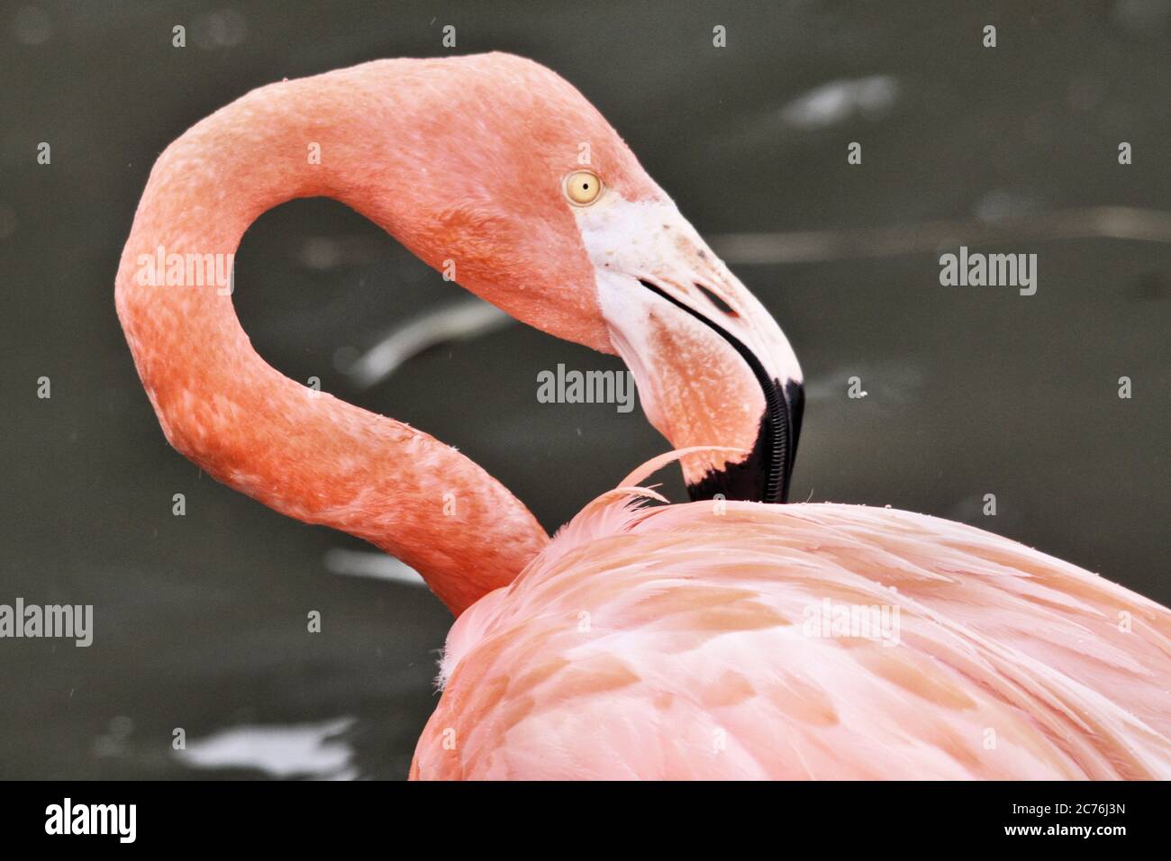 A view of a Flamingo Stock Photo - Alamy