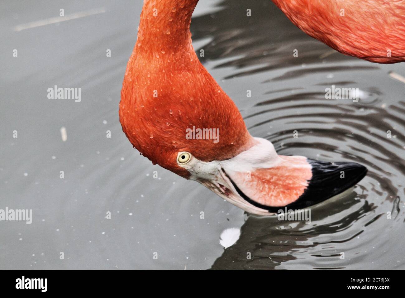 A view of a Flamingo Stock Photo - Alamy