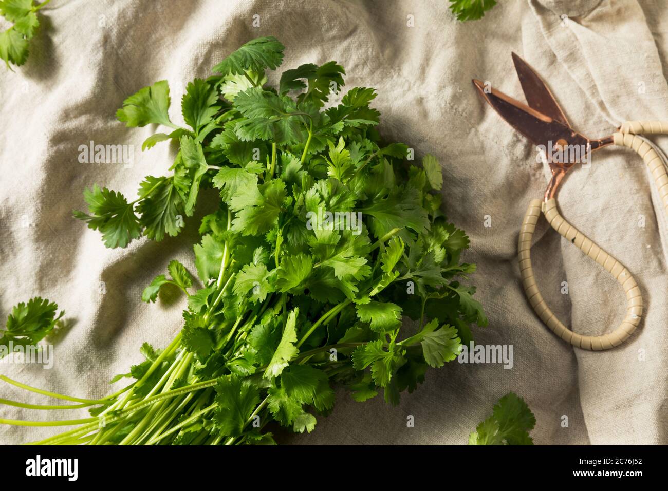 Raw Green Organic Cilantro Bunch Ready to Cook With Stock Photo - Alamy