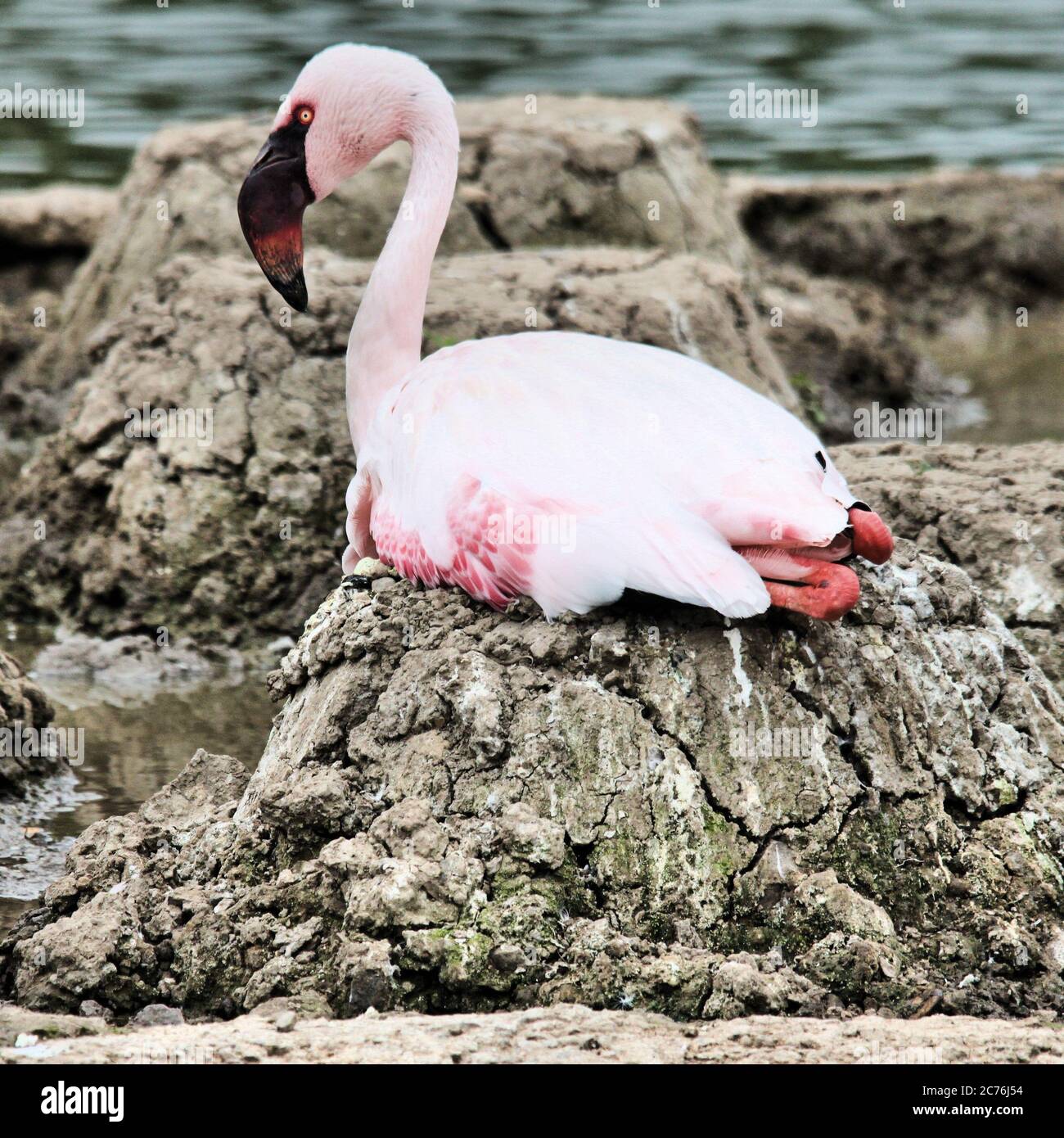 A view of a Flamingo Stock Photo - Alamy