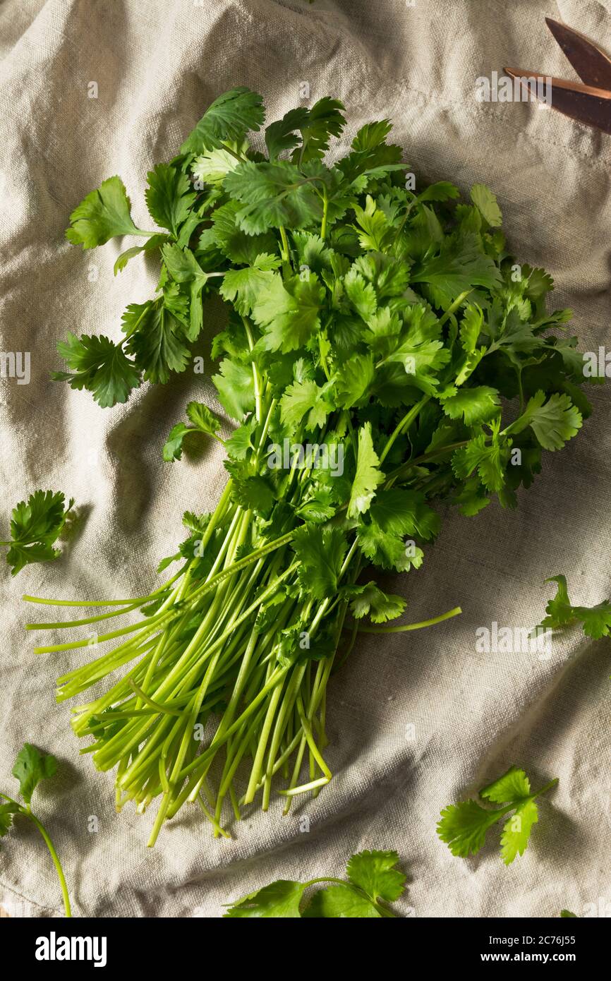 Raw Green Organic Cilantro Bunch Ready to Cook With Stock Photo - Alamy