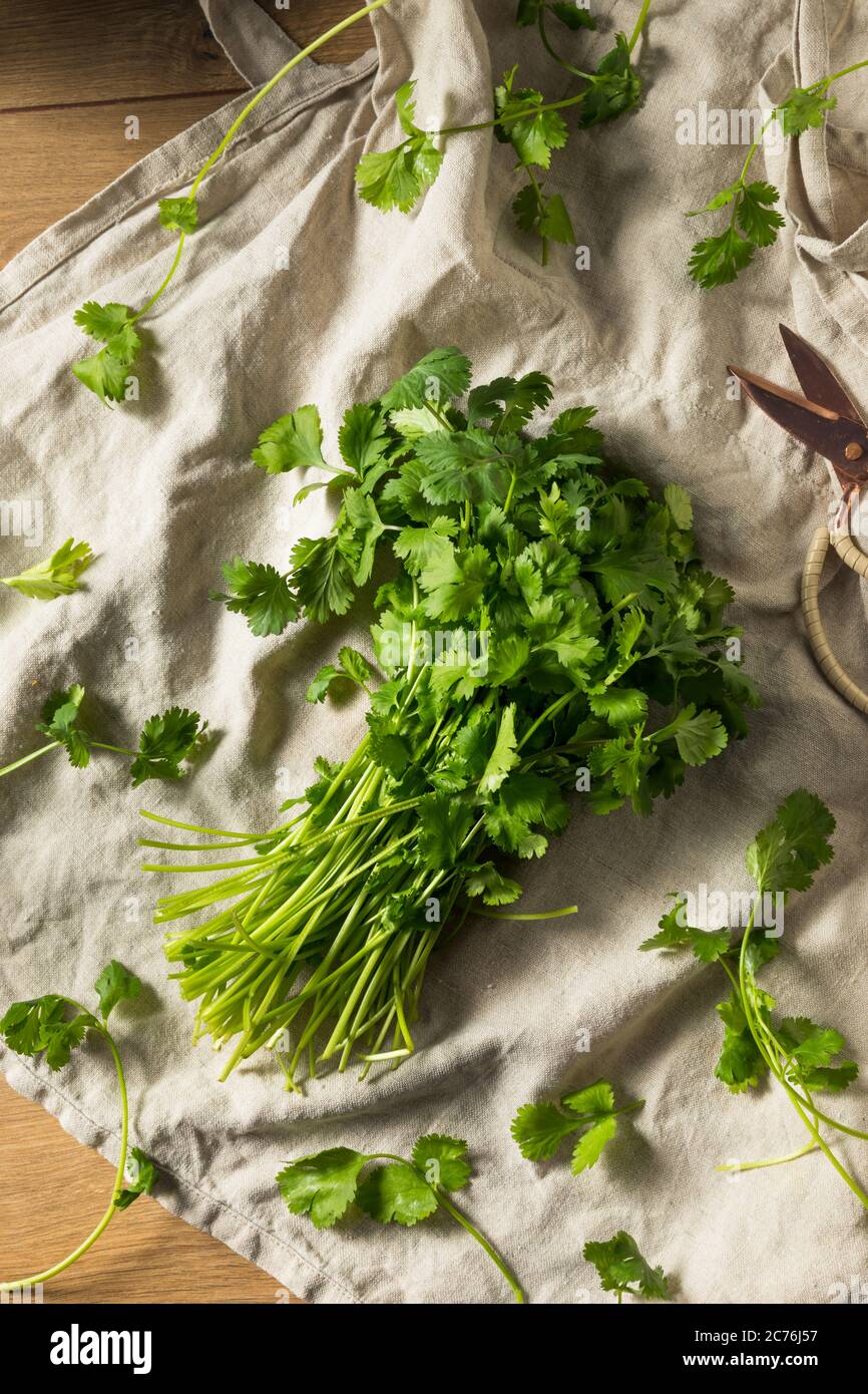 Raw Green Organic Cilantro Bunch Ready to Cook With Stock Photo - Alamy