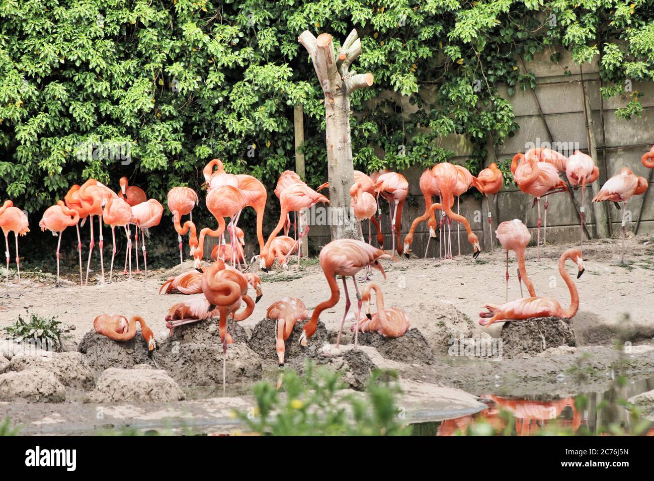 A view of a Flamingo Stock Photo - Alamy