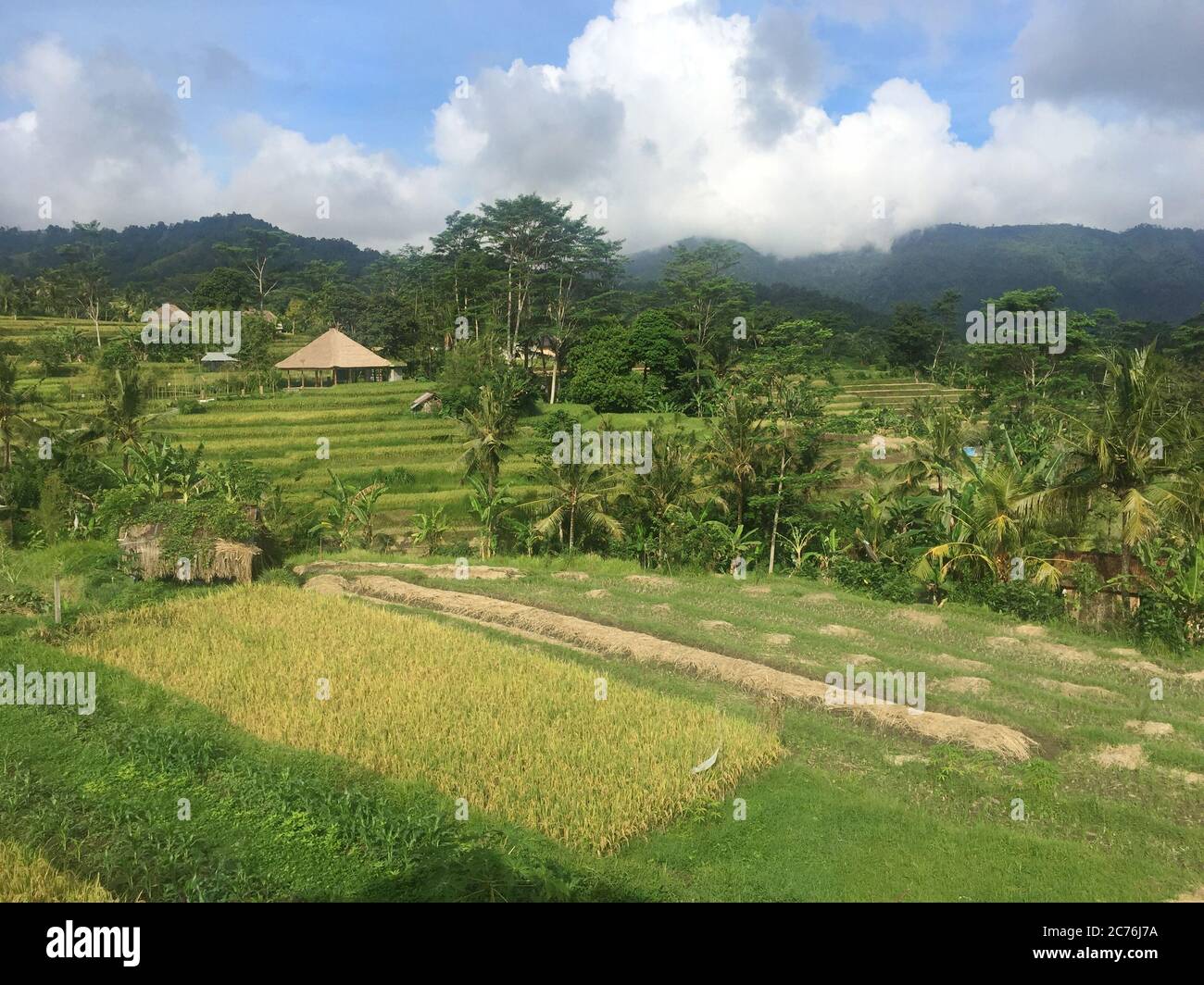 Terraced paddy fields, Ubud, Bali, Indonesia Stock Photo - Alamy