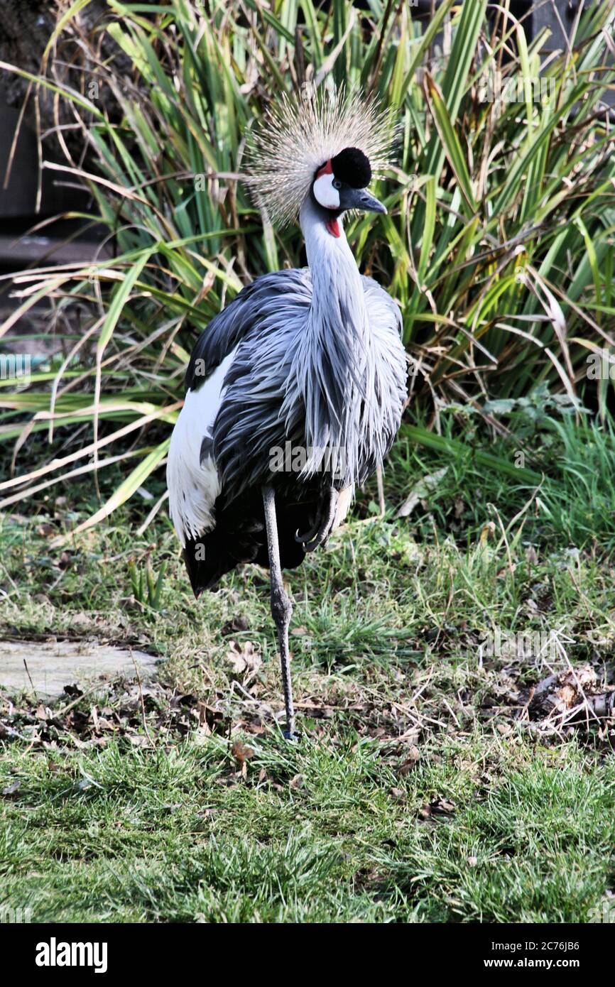 A view of a Crowned Crane Stock Photo - Alamy