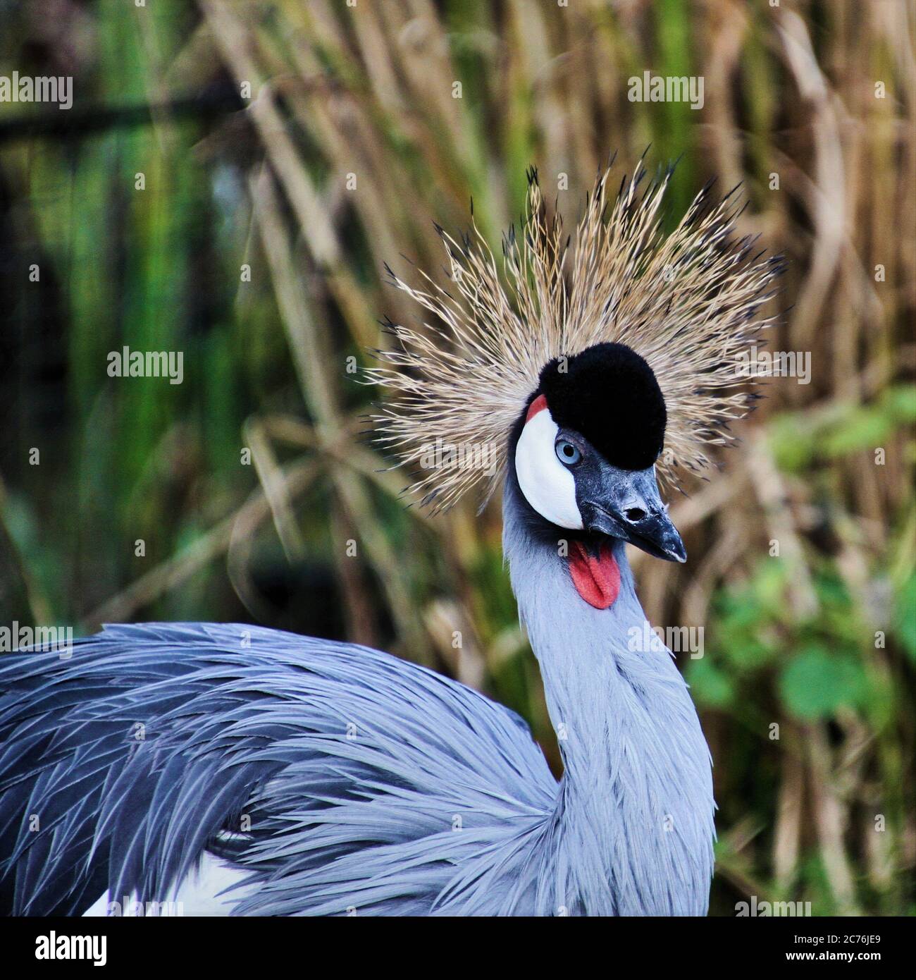 A view of a Crowned Crane Stock Photo - Alamy