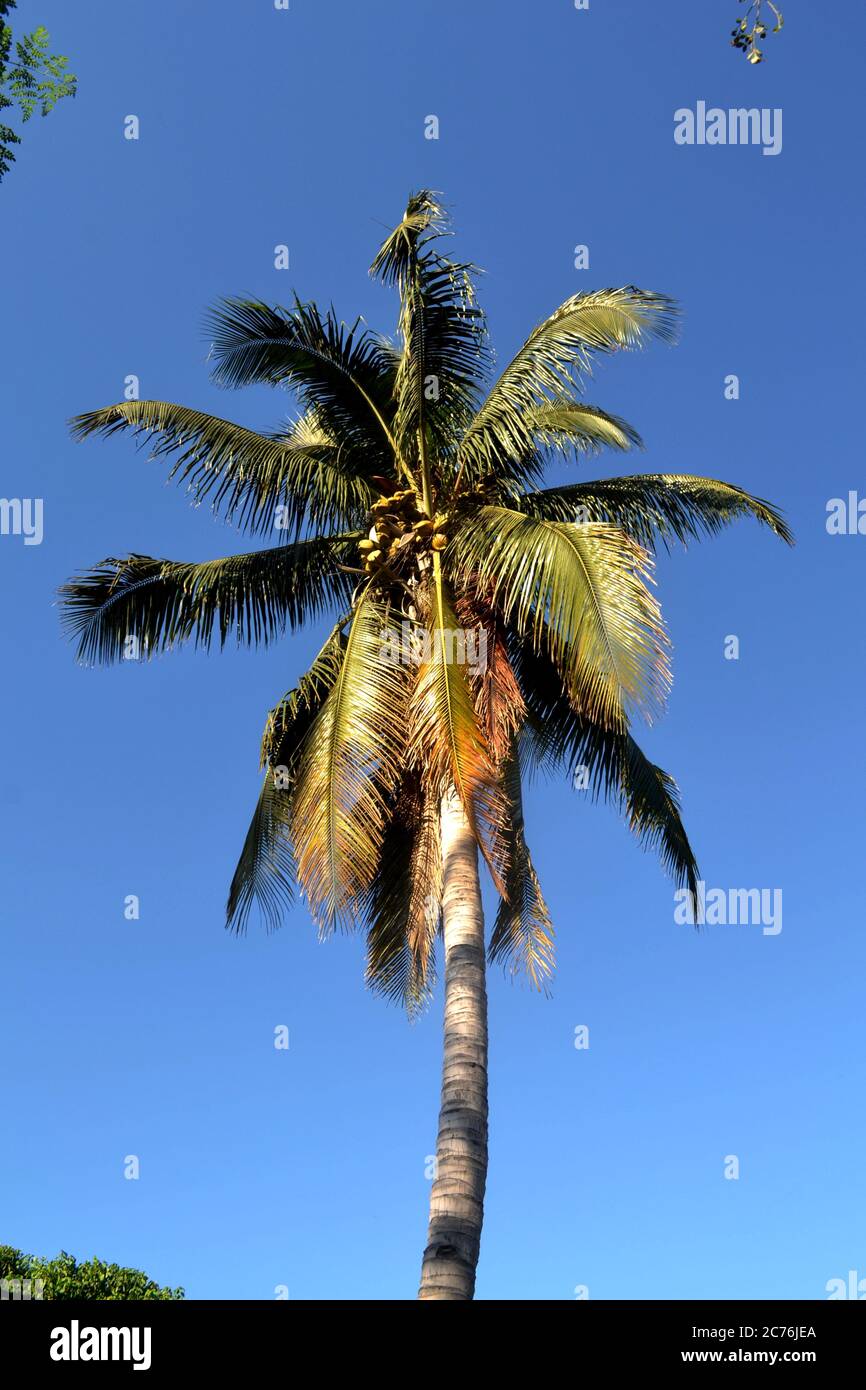 Madagascar palm tree hi-res stock photography and images - Alamy