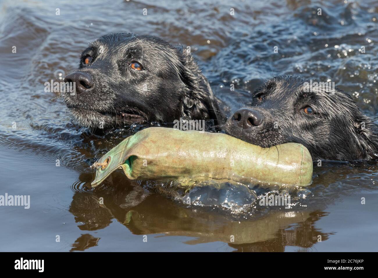 Head shot of two black Labradors swimming in the water while retrieving ...