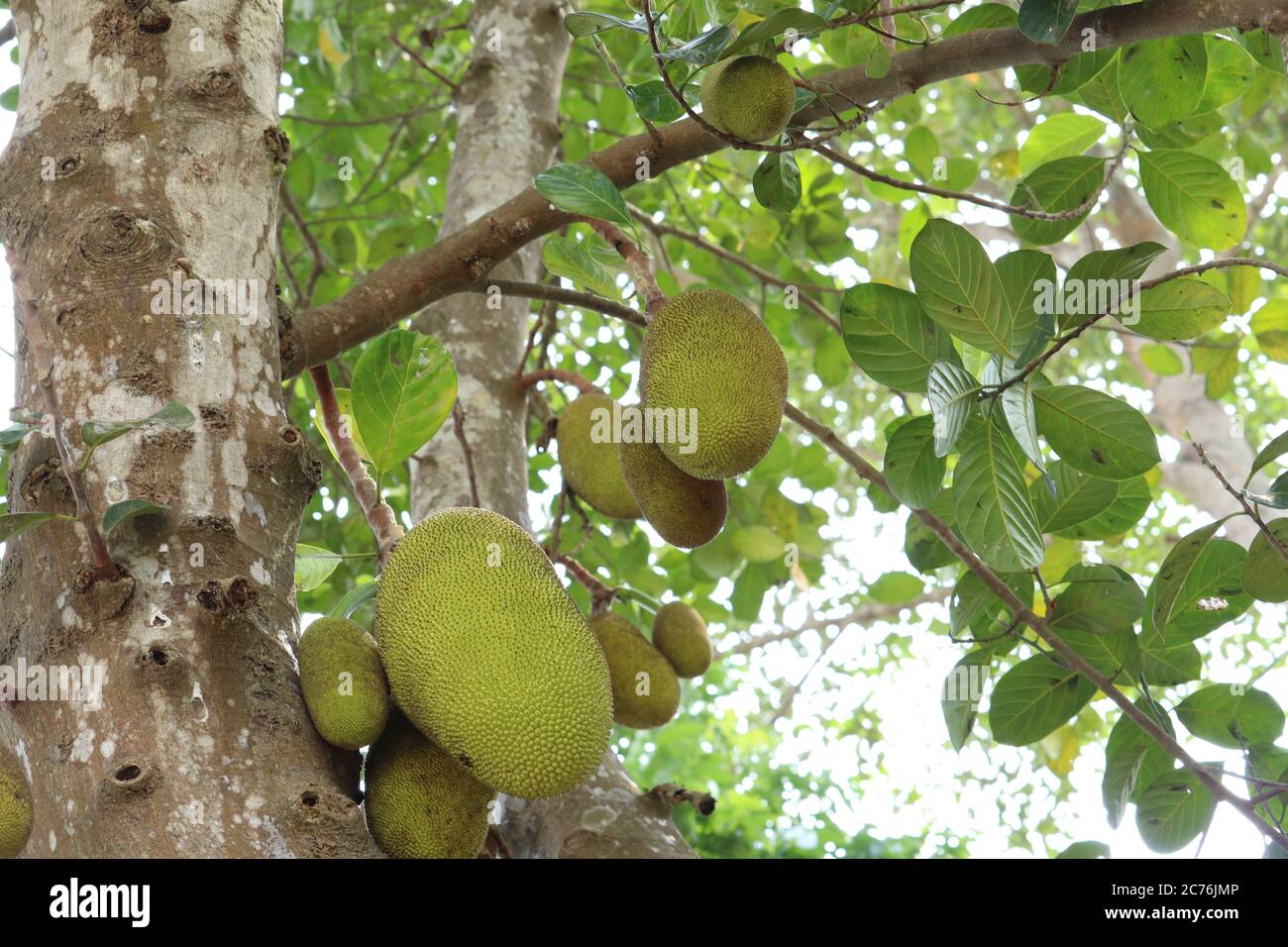 Jackfruit variety hi-res stock photography and images - Alamy