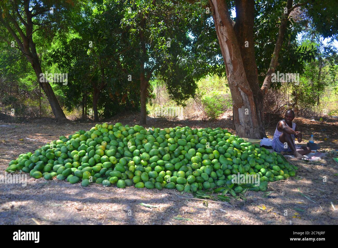 Pile of green mango fruits Stock Photo - Alamy