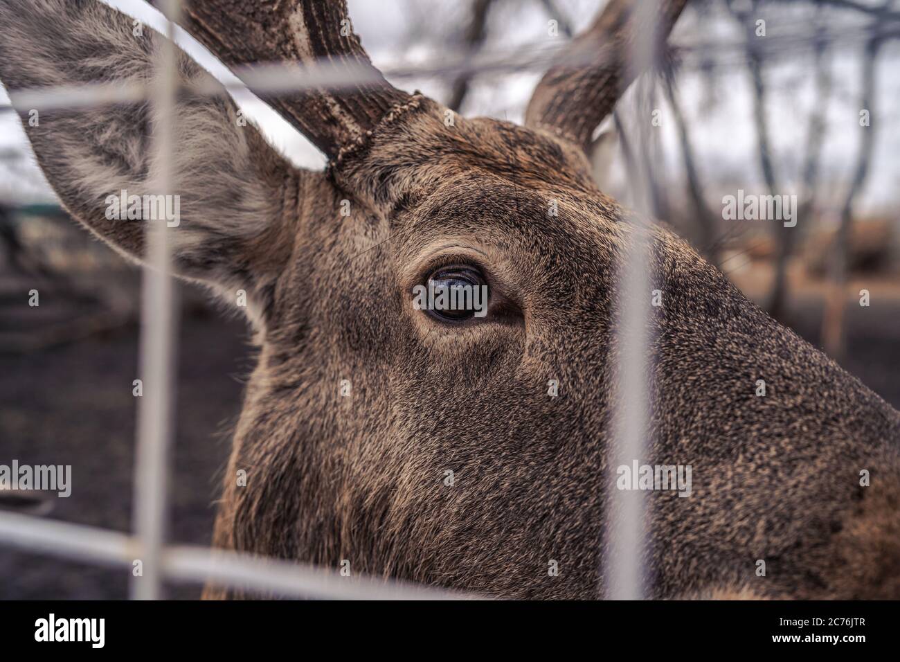 Close up of deer behind bars in zoo cage. Big horned stag in capture of ...