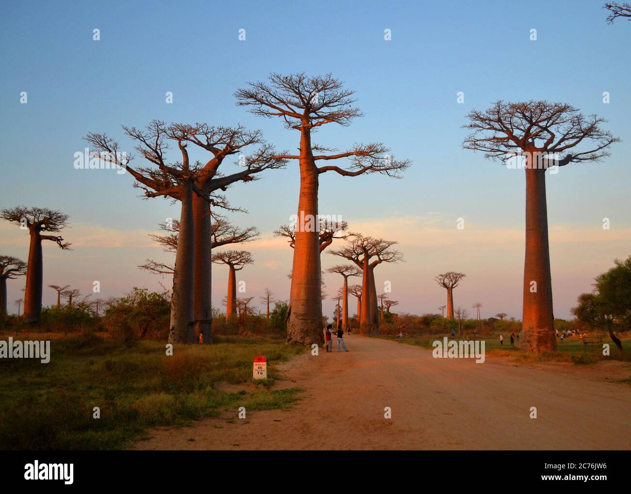 Sacred baobab tree hi-res stock photography and images - Alamy